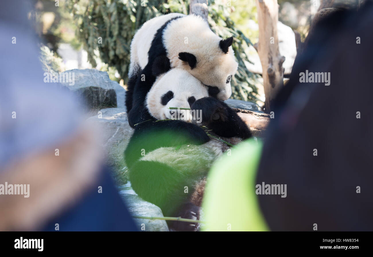 Panda toronto zoo hi-res stock photography and images - Alamy