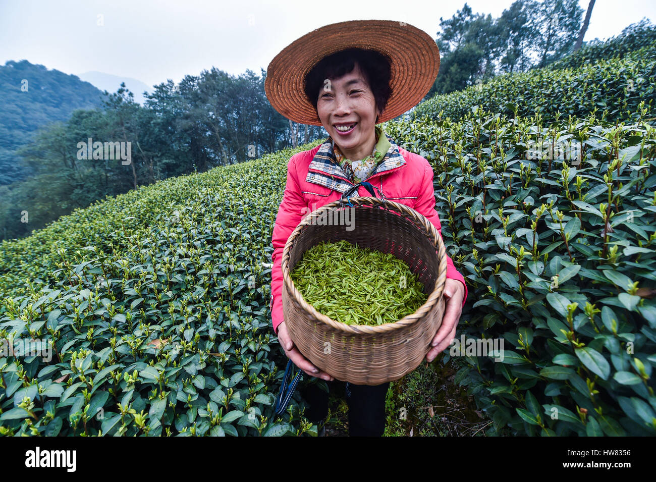 Hangzhou, China's Zhejiang Province. 18th Mar, 2017. Farmer Zhu Aigen ...