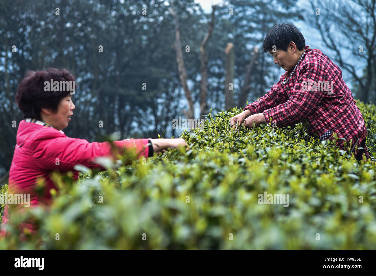 Hangzhou, China's Zhejiang Province. 18th Mar, 2017. Farmers pick fresh ...