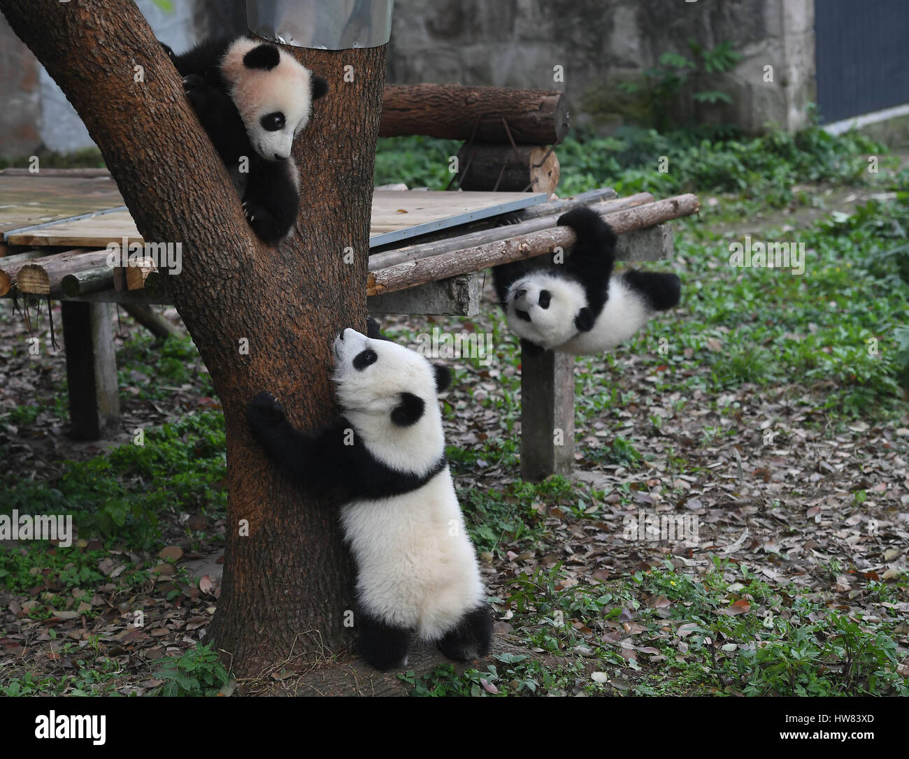 Chongqing, China. 18th Mar, 2017. Giant panda cubs Yu Bao, Yu Bei and ...