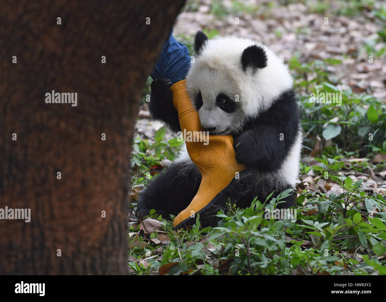 Chongqing, China. 18th Mar, 2017. Giant panda cub Yu Bei plays with a ...