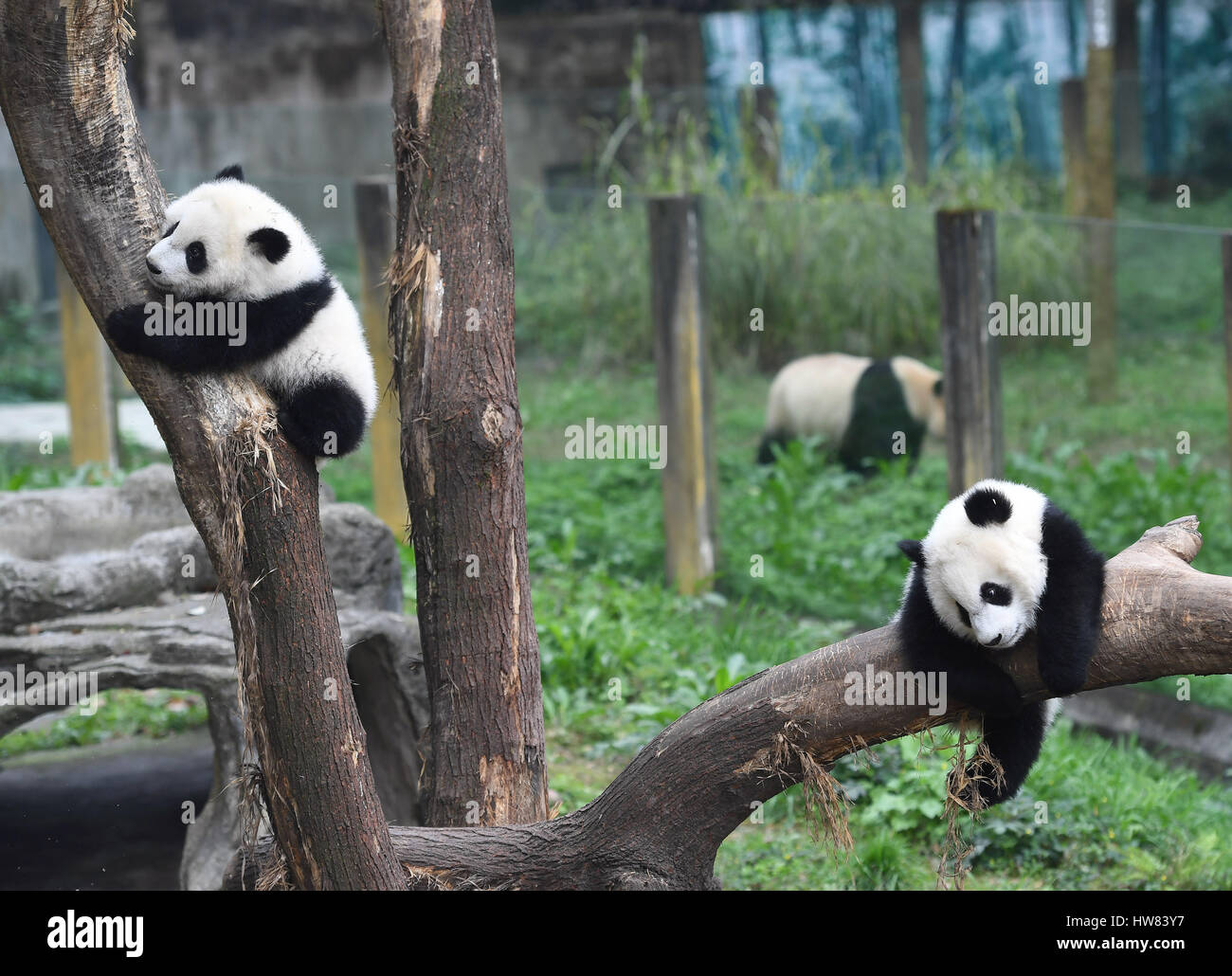 Chongqing, China. 18th Mar, 2017. Giant panda cubs Yu Bao (L) and Yu ...