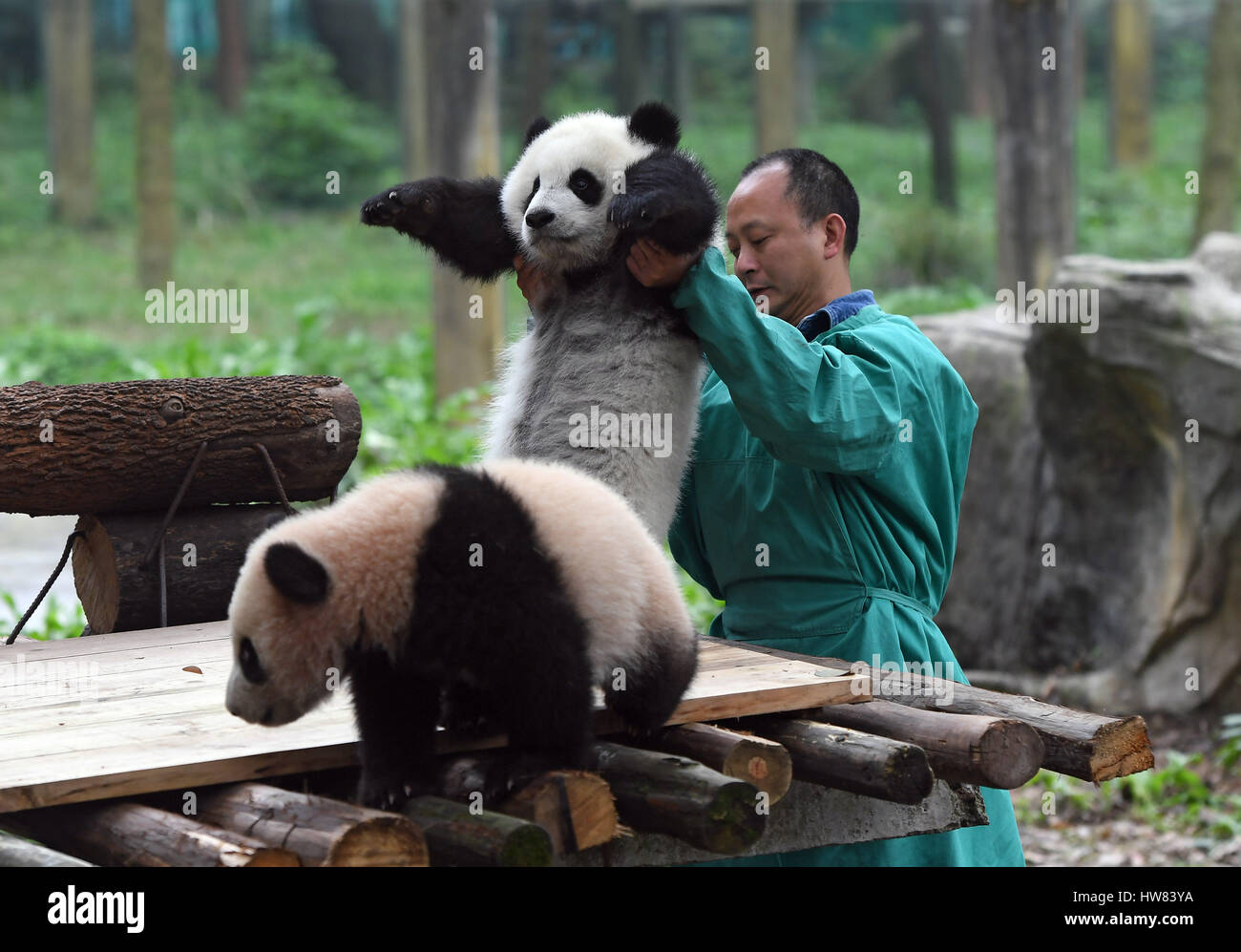 Chongqing, China. 18th Mar, 2017. A zoo keeper lifts Yu Bei to Liang ...