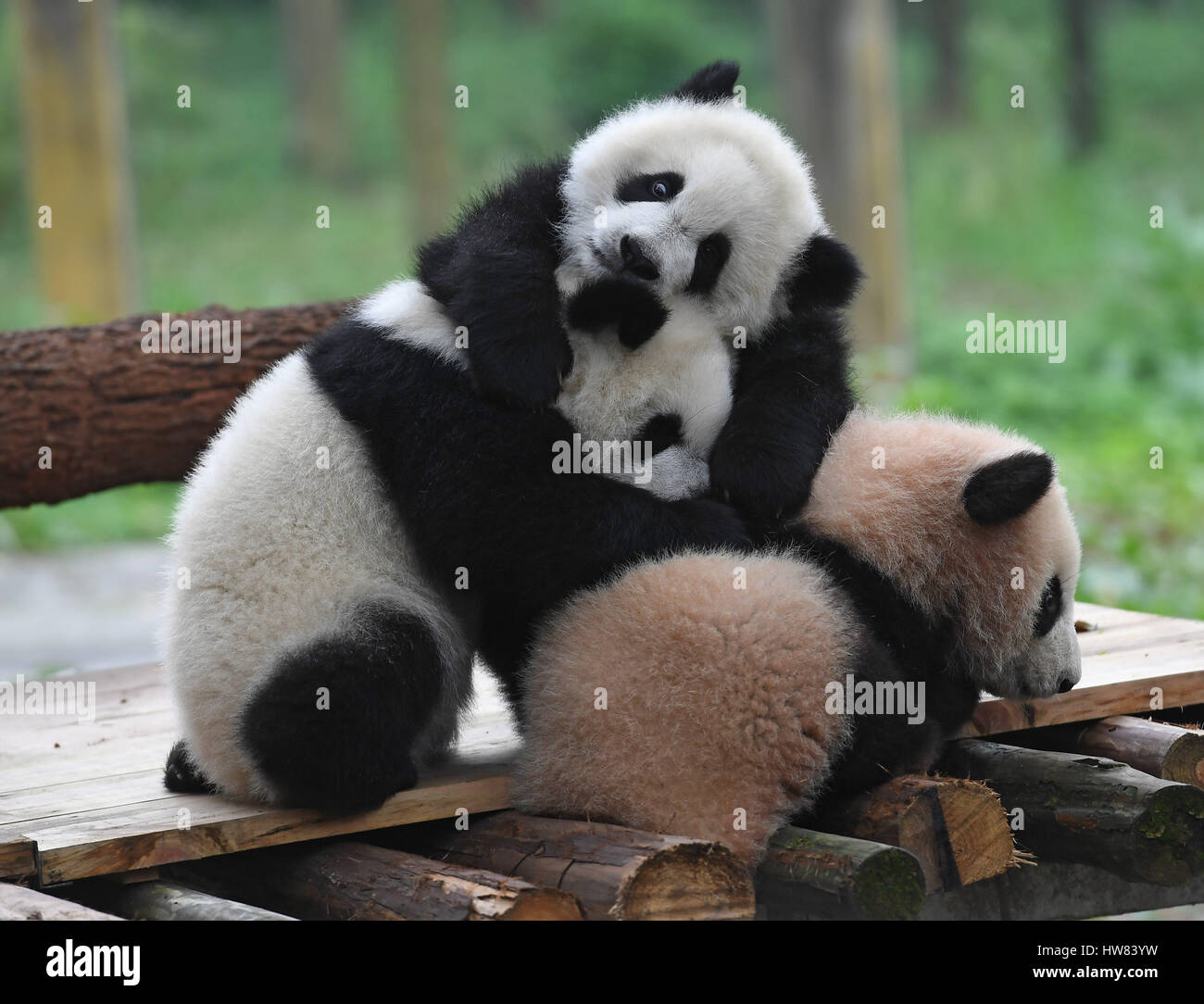 Chongqing, China. 18th Mar, 2017. Giant panda cubs Yu Bao, Yu Bei and ...