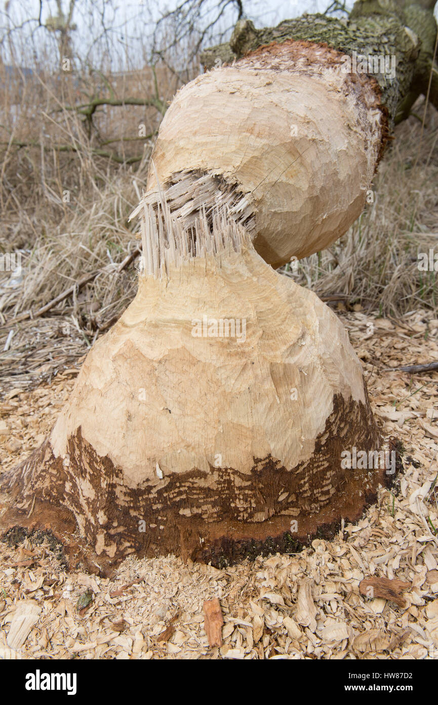Wolgast, Germany. 16th Mar, 2017. A tree shows marks of a nightly visit ...