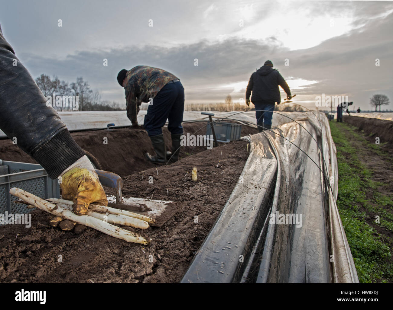 Kirchdorf, Germany. 14th Mar, 2017. Harvest helpers harvest the first ...