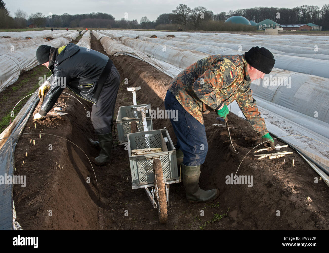 Kirchdorf, Germany. 14th Mar, 2017. Harvest helpers harvest the first ...