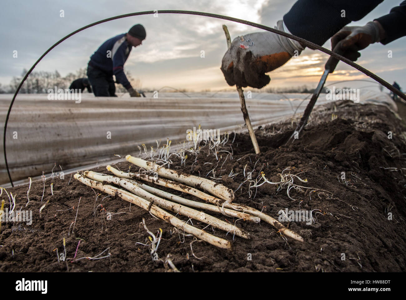 Kirchdorf, Germany. 14th Mar, 2017. Harvest helpers harvest the first ...