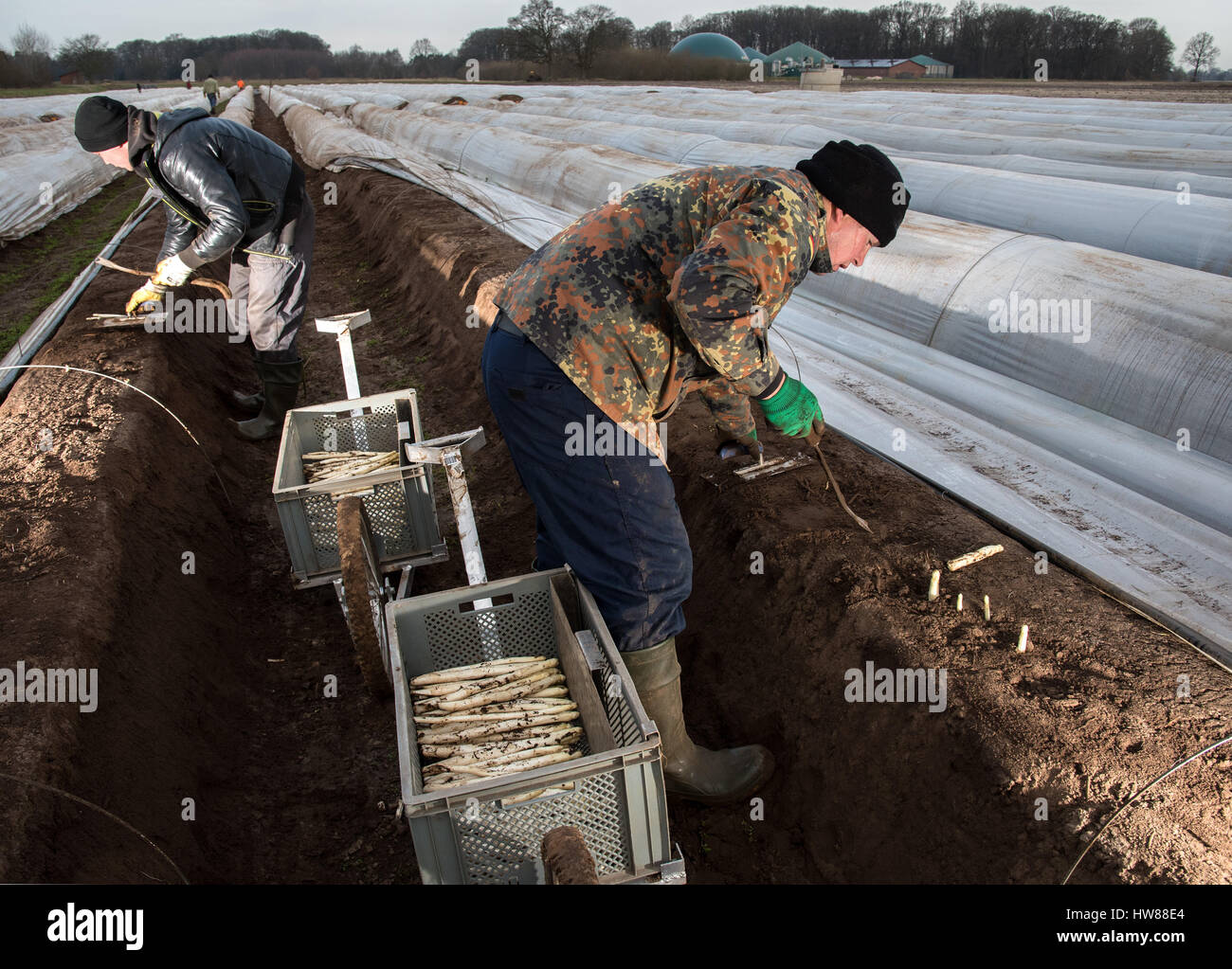 Kirchdorf, Germany. 14th Mar, 2017. Harvest helpers harvest the first ...