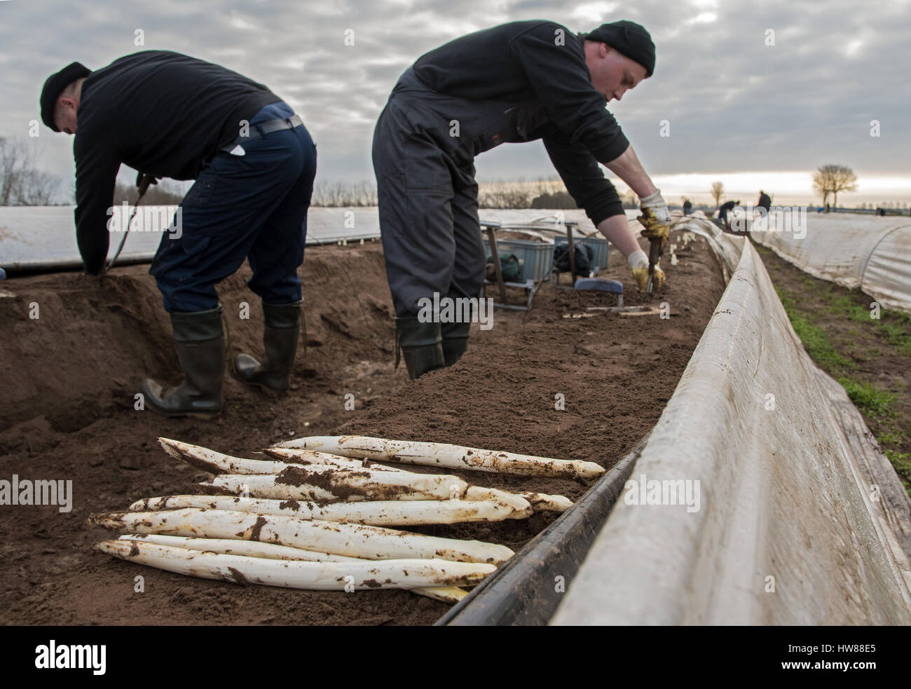 Kirchdorf, Germany. 14th Mar, 2017. Harvest helpers harvest the first ...