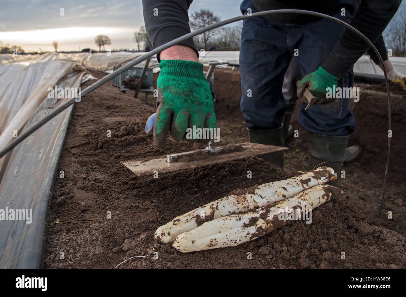 Kirchdorf, Germany. 14th Mar, 2017. Harvest helpers harvest the first ...