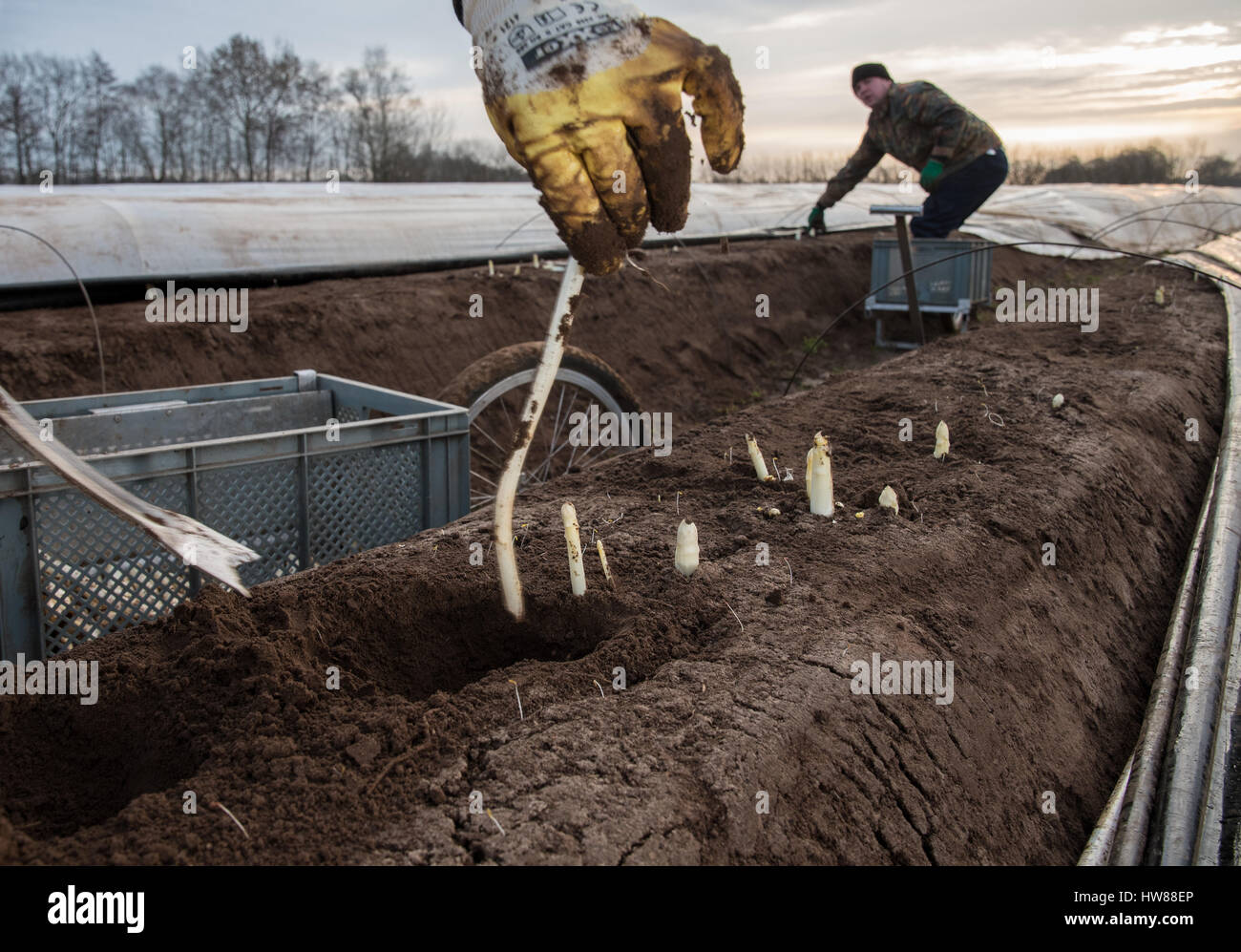 Kirchdorf, Germany. 14th Mar, 2017. Harvest helpers harvest the first ...
