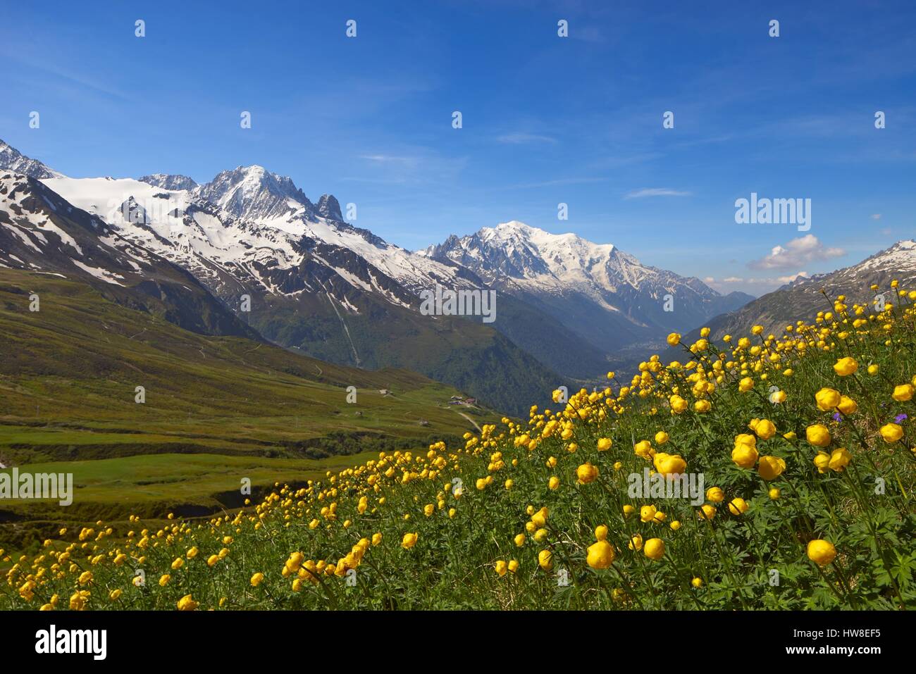 France, Haute-Savoie (74), flowers in the Aiguilles Rouge sanctuary ...