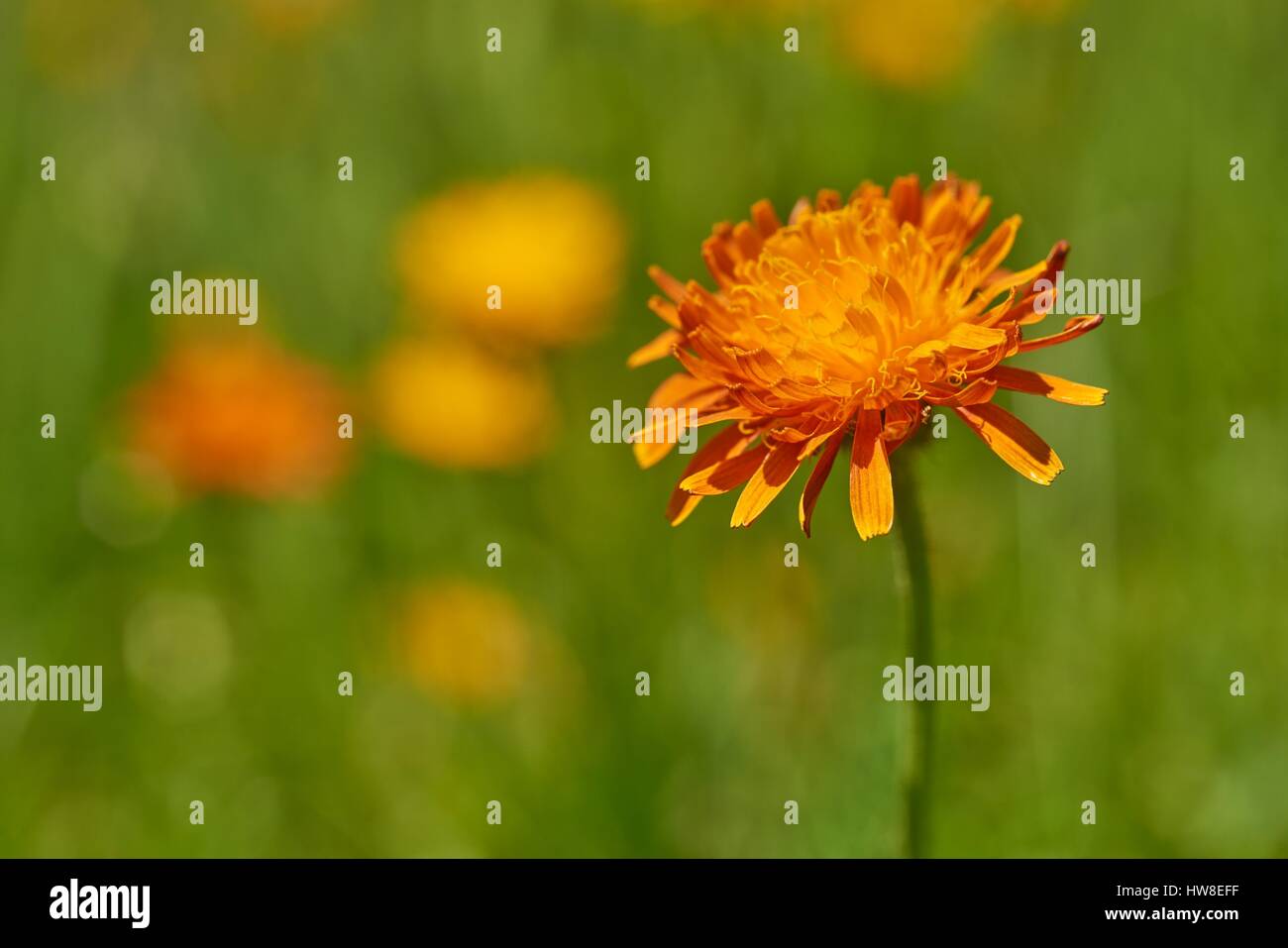 France, Haute-Savoie (74), flowers in the Aiguilles Rouge sanctuary ...