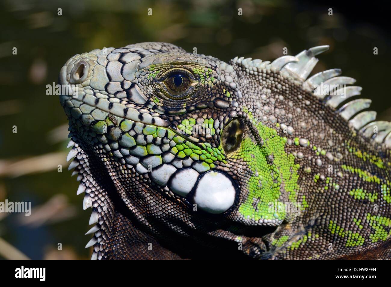 Brazil, green iguana (Iguana iguana Stock Photo - Alamy