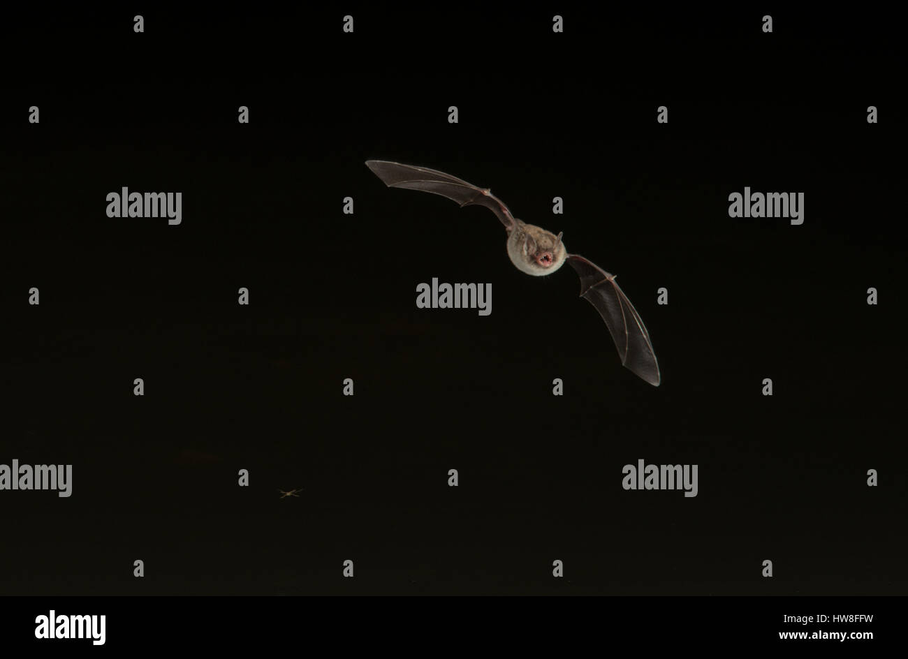 Water bats ( Myotis daubentoni) hunting over a river in the south of ...