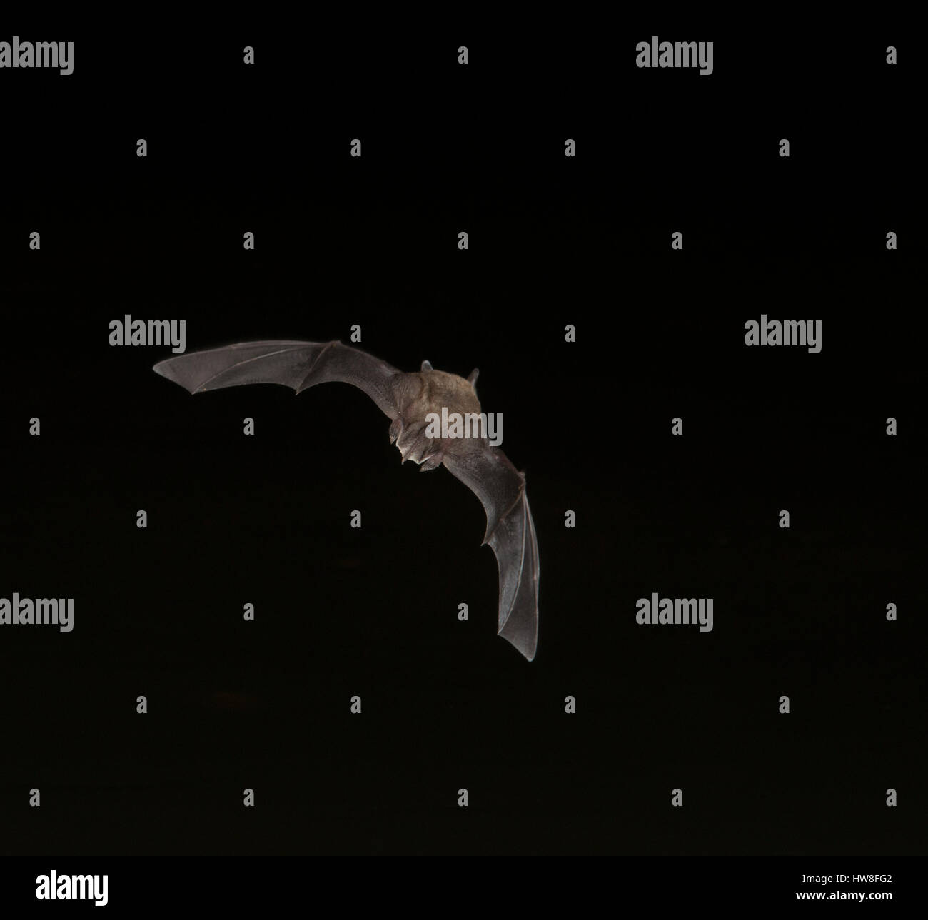 Water bats ( Myotis daubentoni) hunting over a river in the south of ...