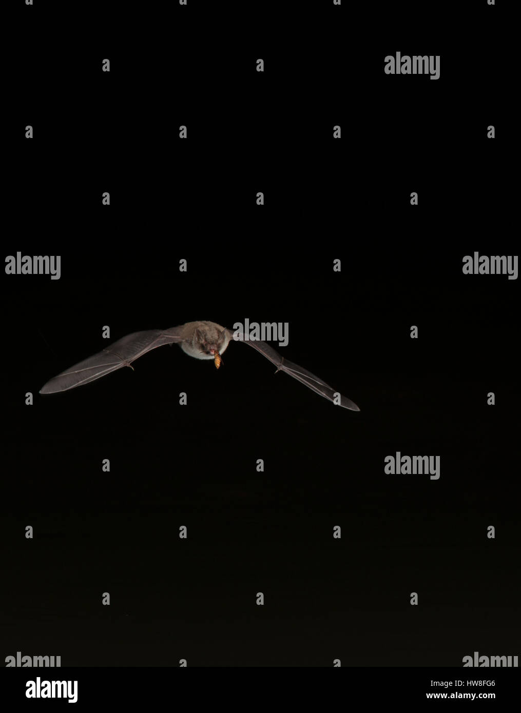 Water bats ( Myotis daubentoni) hunting over a river in the south of ...