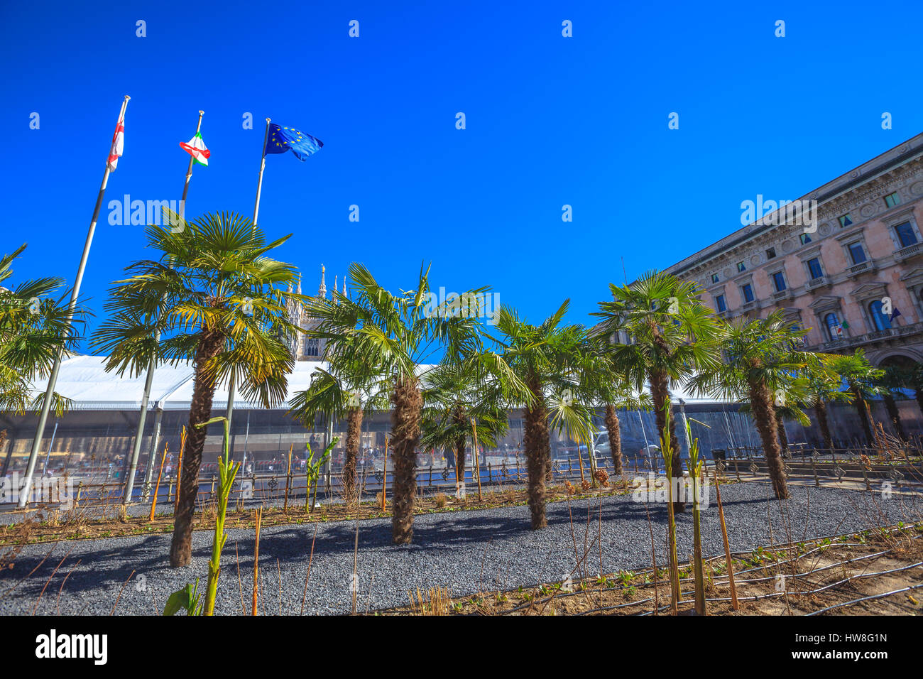 Famous palm and banana trees in Milan Dome square. The Duomo Cathedral ...