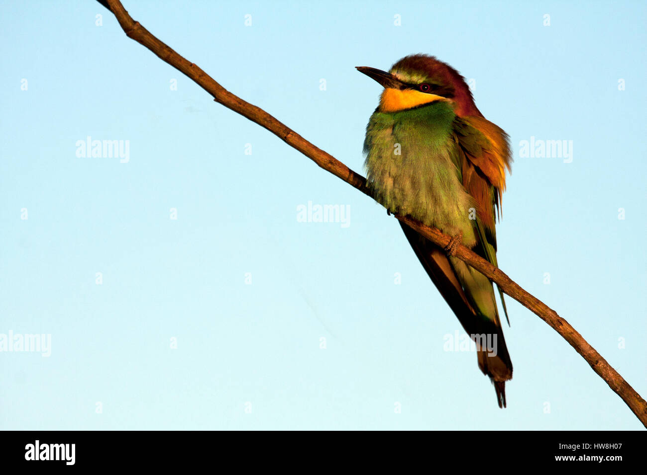 Merops apiaster prey hi-res stock photography and images - Alamy