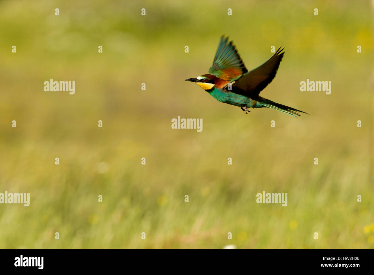 Merops apiaster prey hi-res stock photography and images - Alamy