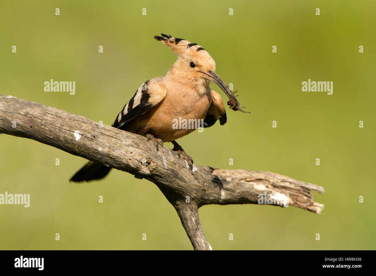 Natural ornithology hi-res stock photography and images - Alamy
