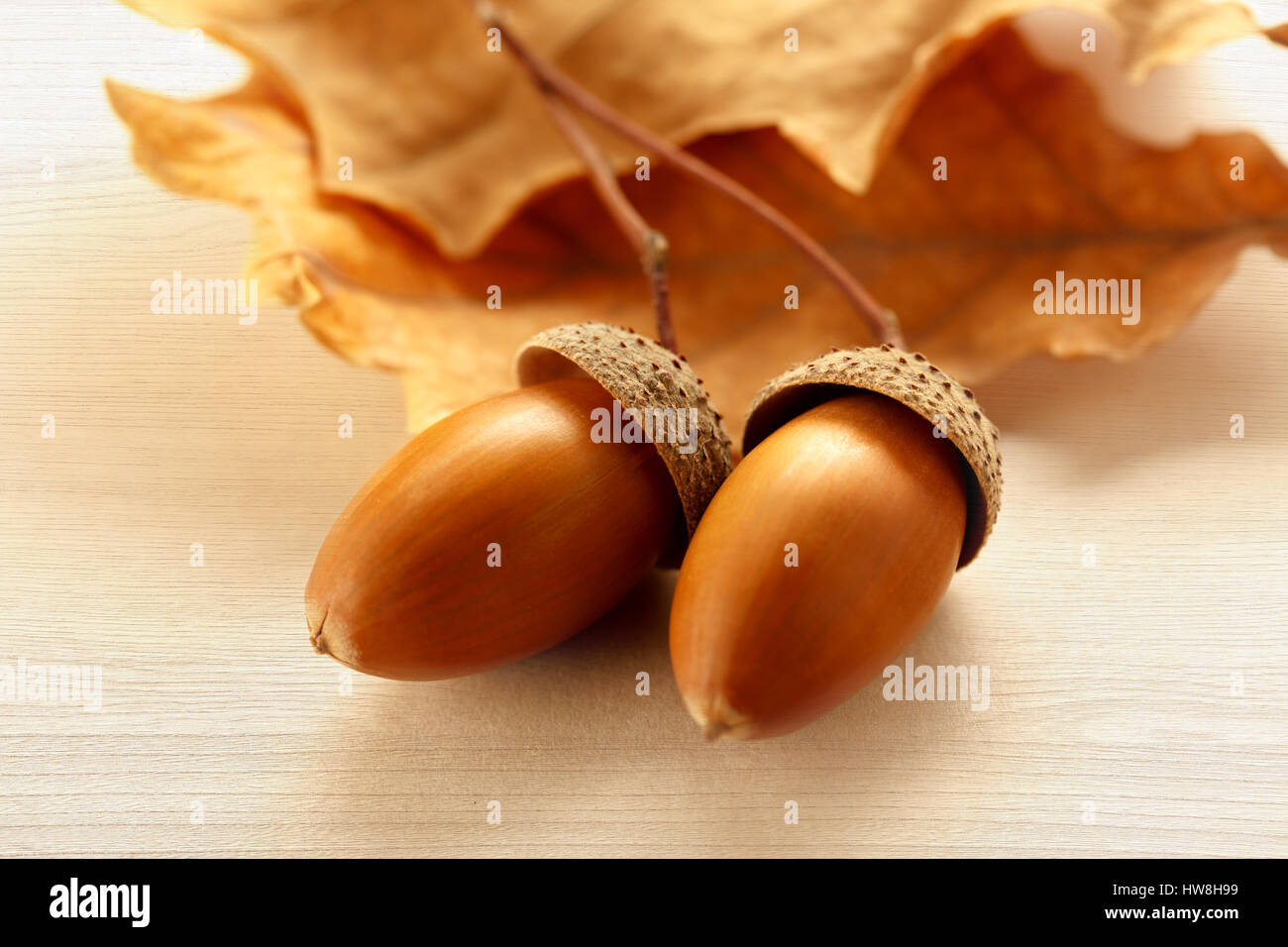 Fresh acorns with dried leaves in closeup Stock Photo - Alamy