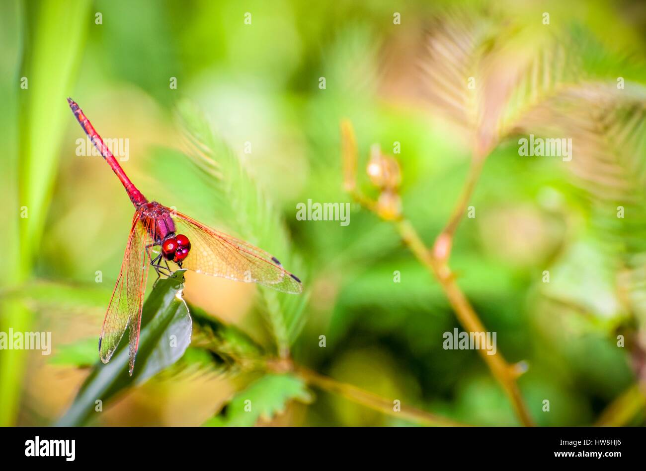 France, Mayotte island (French overseas department), Grande Terre, red ...