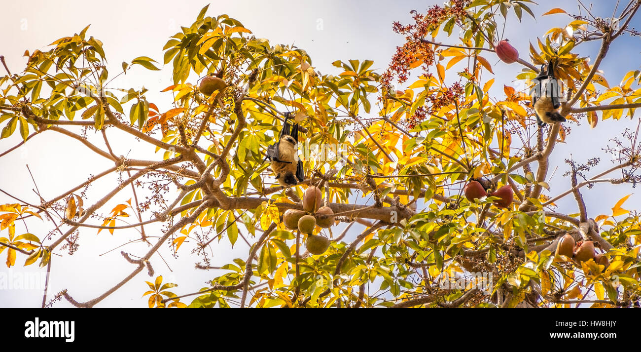 France, Mayotte island (French overseas department), Grande Terre, bats ...