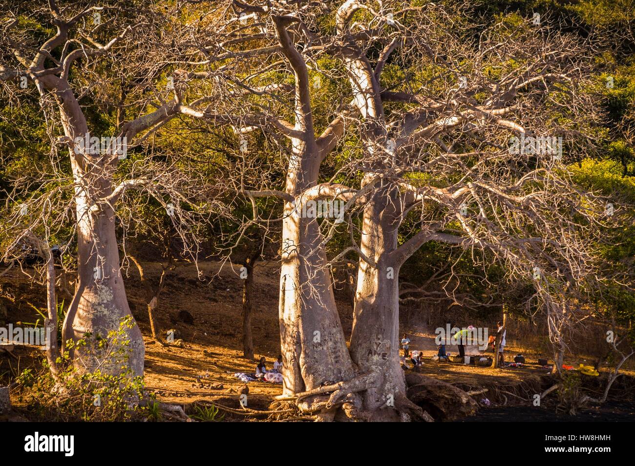 Picnic under baobab tree hi-res stock photography and images - Alamy