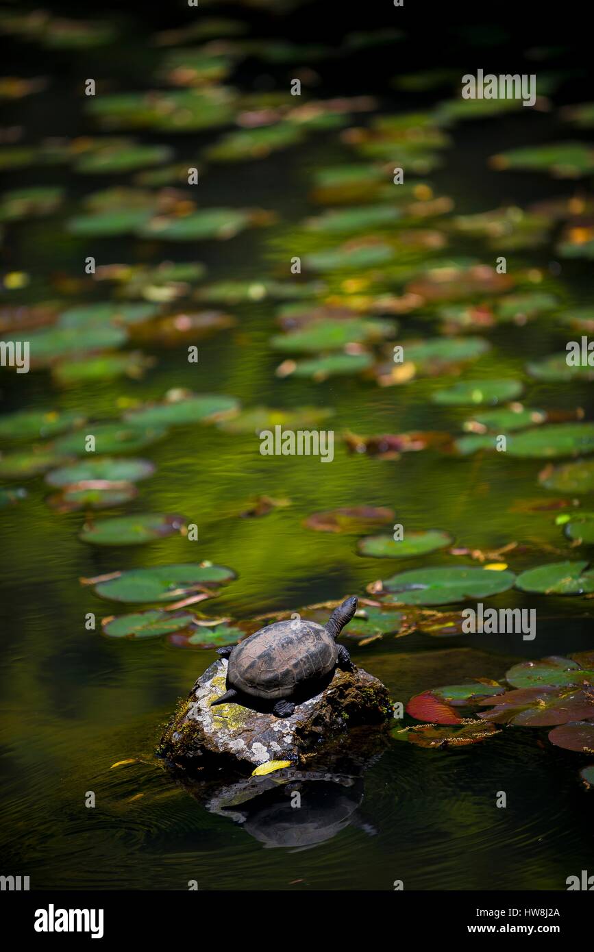 Japan, Honshu island, Kyoto, Turtles in the Konchi-in pond in Kyoto ...