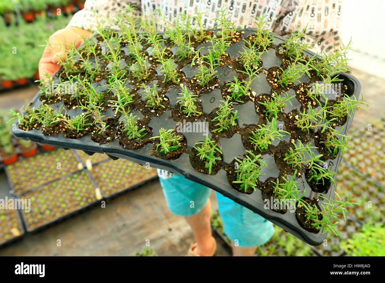 France, Corse du Sud, Porto Vecchio, The Aromatic Island Beauty ...