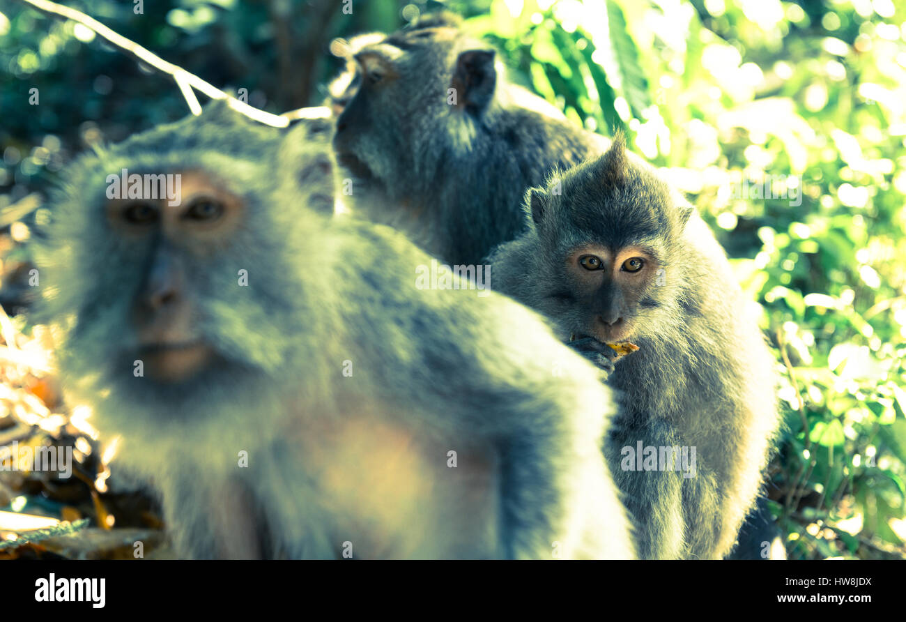 Monkeys in Ubud Bali Stock Photo - Alamy