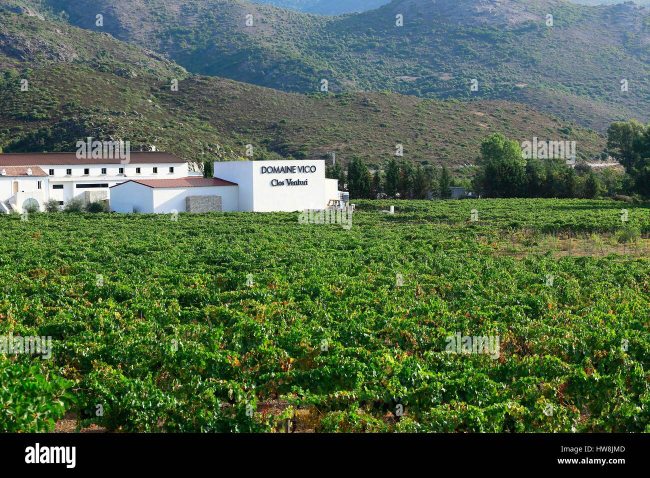 France, Haute Corse, Morosaglia, Ponte Leccia, Clos Venturi, Domaine ...