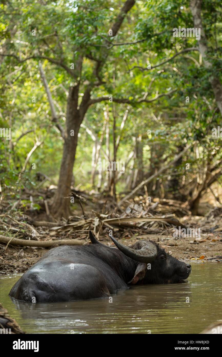 Indonesia, East Nusa Tenggara, Rinca Island, Komodo National Park ...