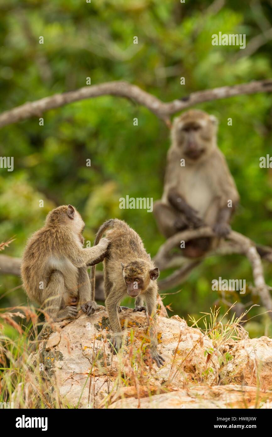 Indonesia, East Nusa Tenggara, Rinca Island, Komodo National Park ...