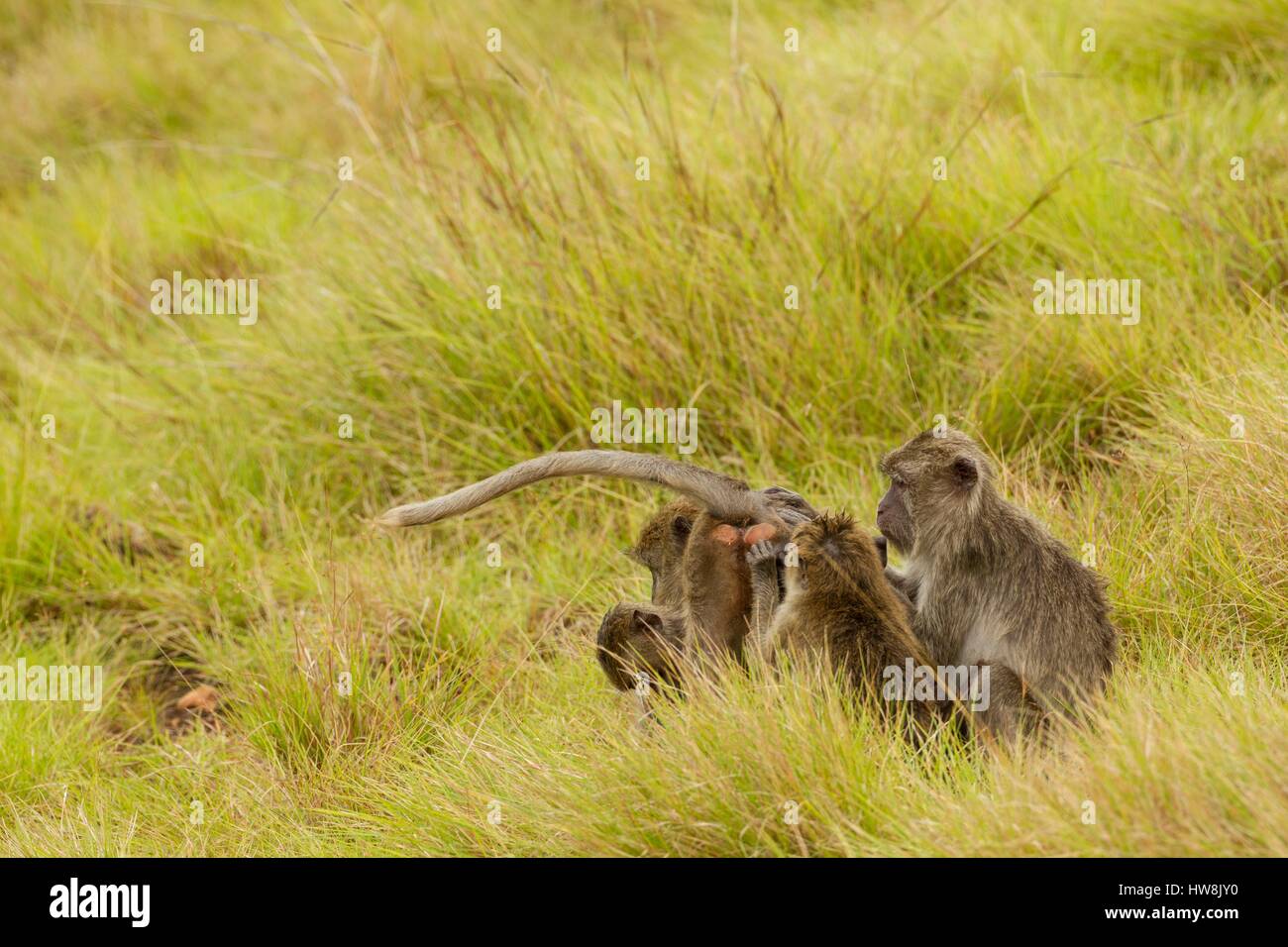 Indonesia, East Nusa Tenggara, Rinca Island, Komodo National Park ...