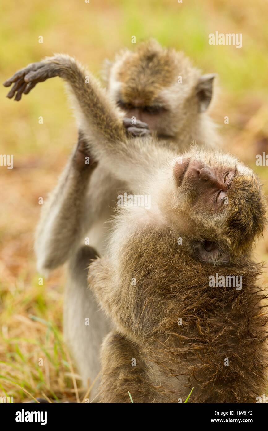 Indonesia, East Nusa Tenggara, Rinca Island, Komodo National Park ...