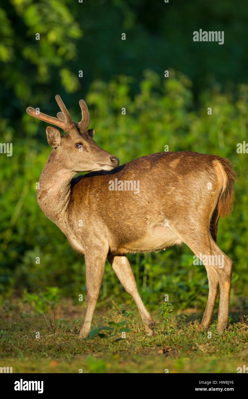 Indonesia, East Nusa Tenggara, Komodo Island, Komodo National Park ...