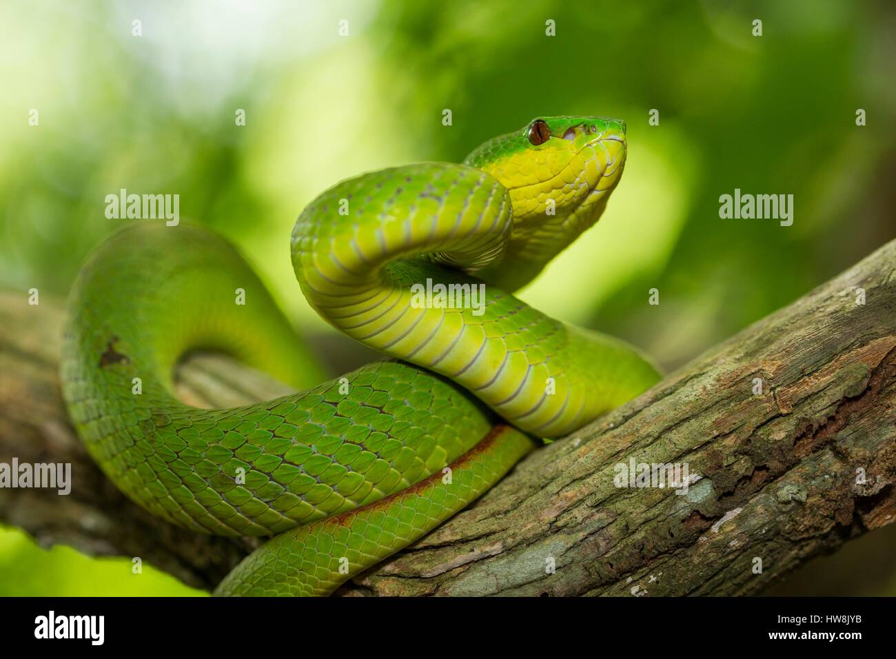Lesser sunda island pit viper hi-res stock photography and images - Alamy