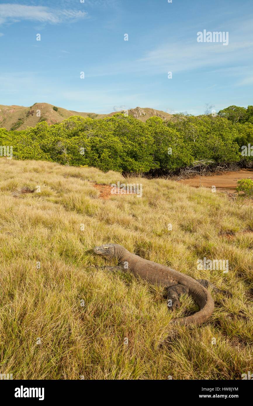 Indonesia, East Nusa Tenggara, Rinca Island, Komodo National Park ...