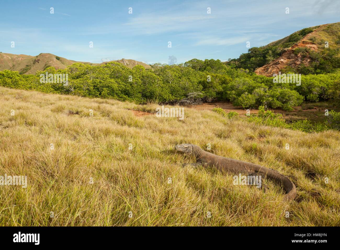 Indonesia, East Nusa Tenggara, Rinca Island, Komodo National Park ...