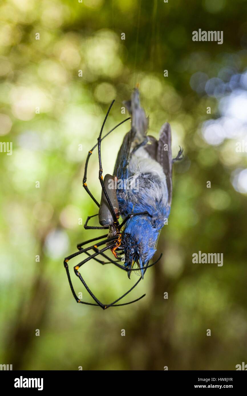 Bird nusa tenggara hi-res stock photography and images - Alamy