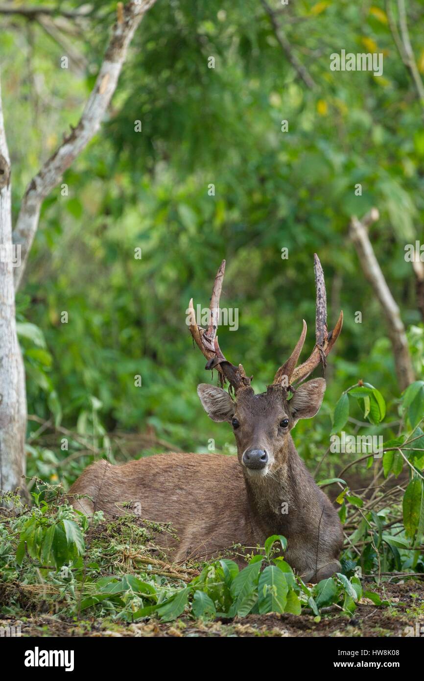 Indonesia, East Nusa Tenggara, Komodo Island, Komodo National Park ...