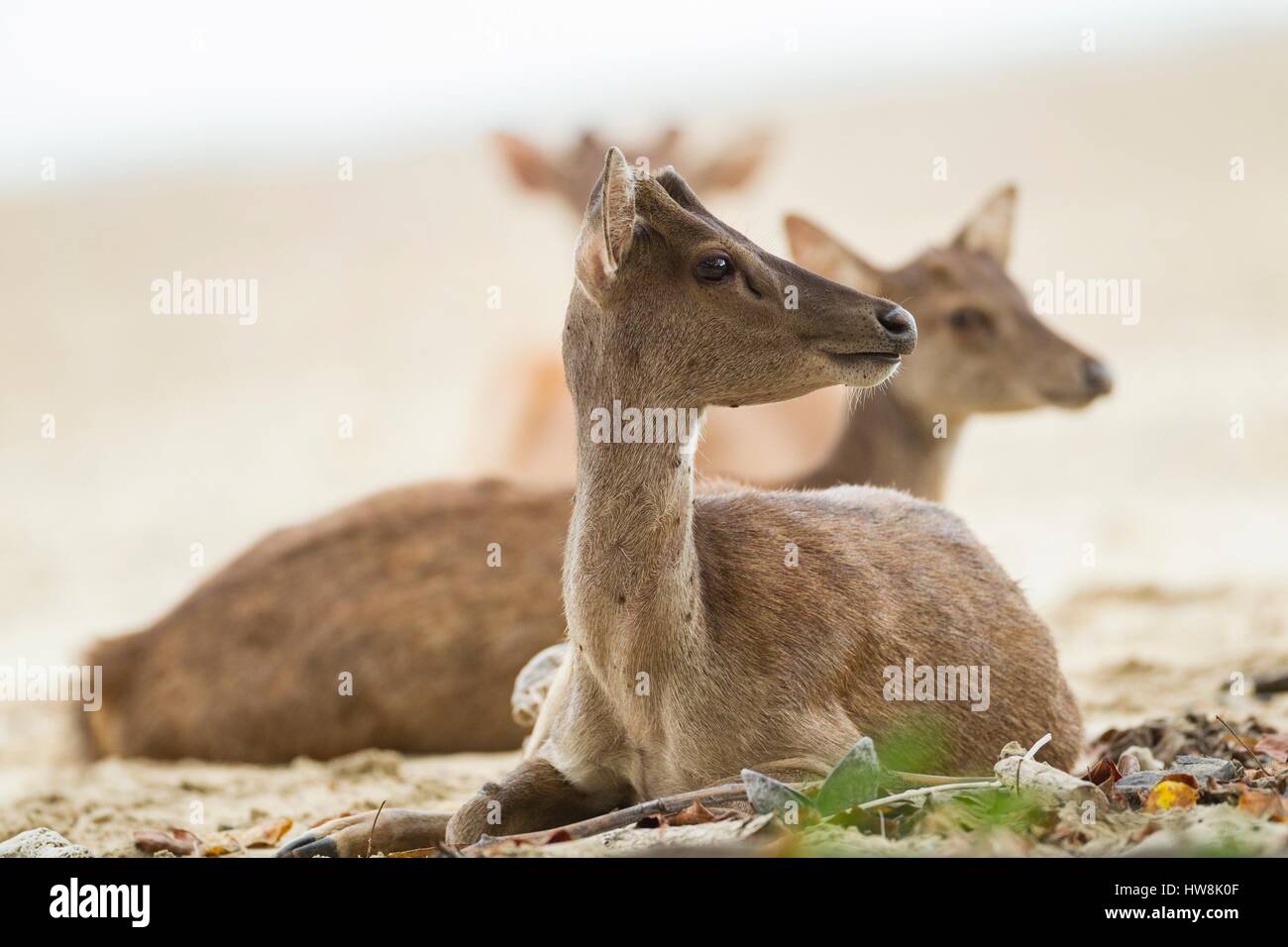 Indonesia, East Nusa Tenggara, Komodo Island, Komodo National Park ...