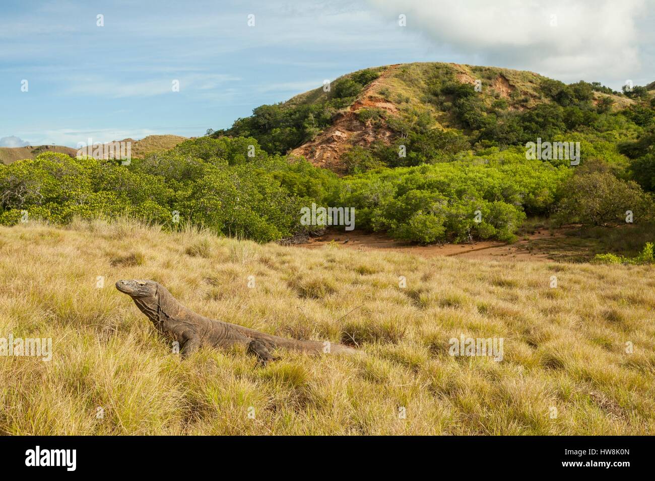 Indonesia, East Nusa Tenggara, Rinca Island, Komodo National Park ...