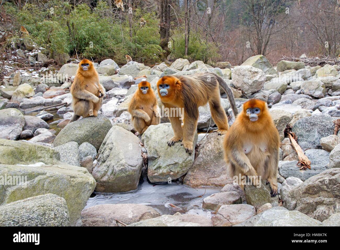 Golden snub nosed monkey snow hi-res stock photography and images - Alamy