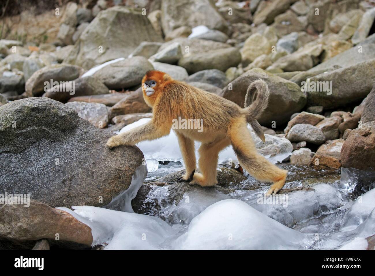 China, Shaanxi province, Qinling Mountains, Golden Snub-nosed Monkey ...