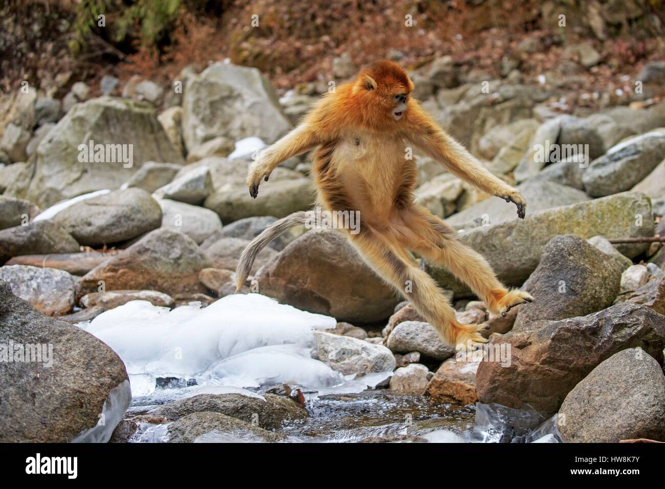 China, Shaanxi province, Qinling Mountains, Golden Snub-nosed Monkey ...