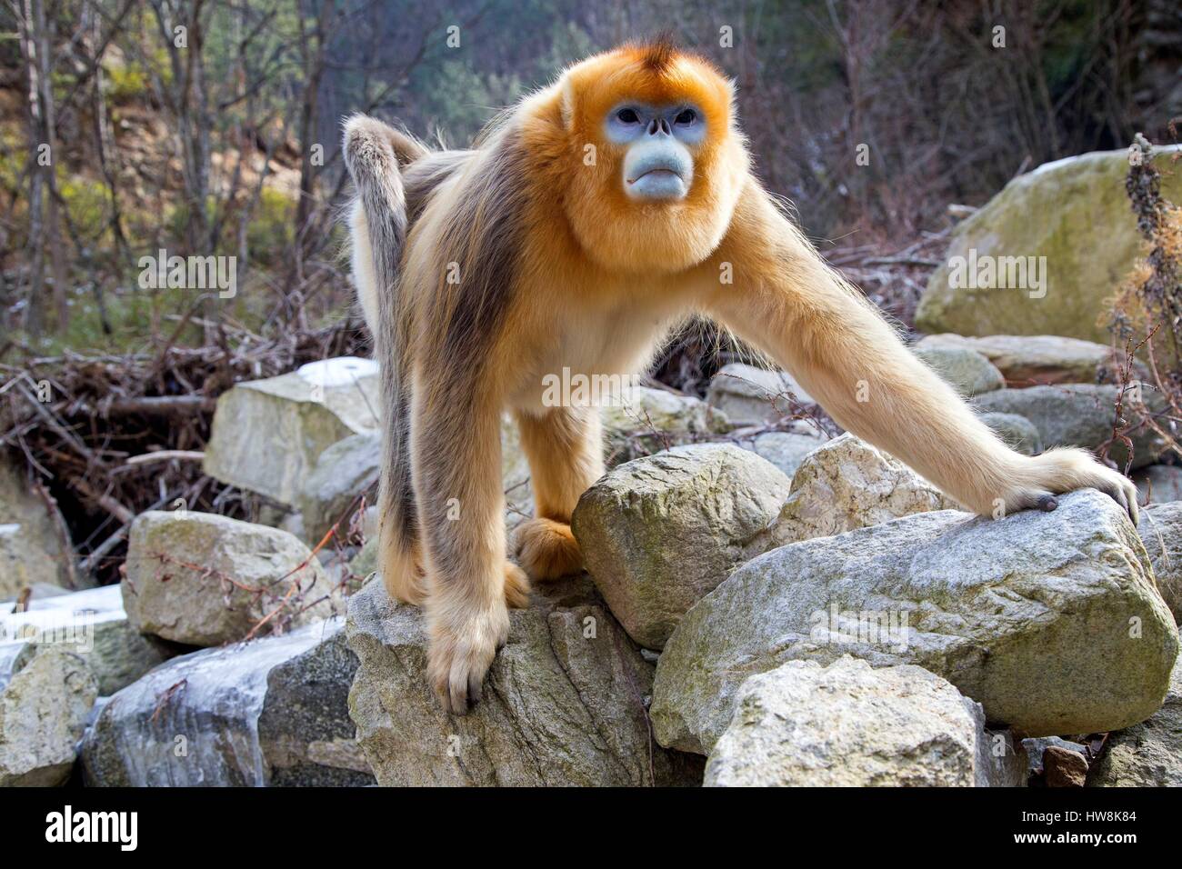 China, Shaanxi province, Qinling Mountains, Golden Snub-nosed Monkey ...